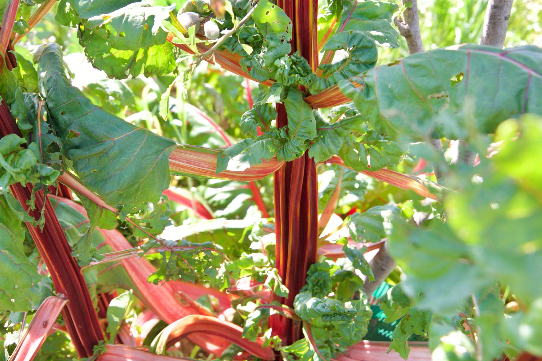 Toronjil Cuyano, expertos en el cultivo de flores comestibles