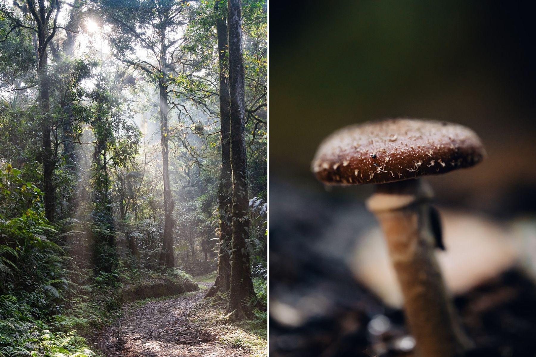 Fungeat: desde el sur de Chile, café con hongos saludables
